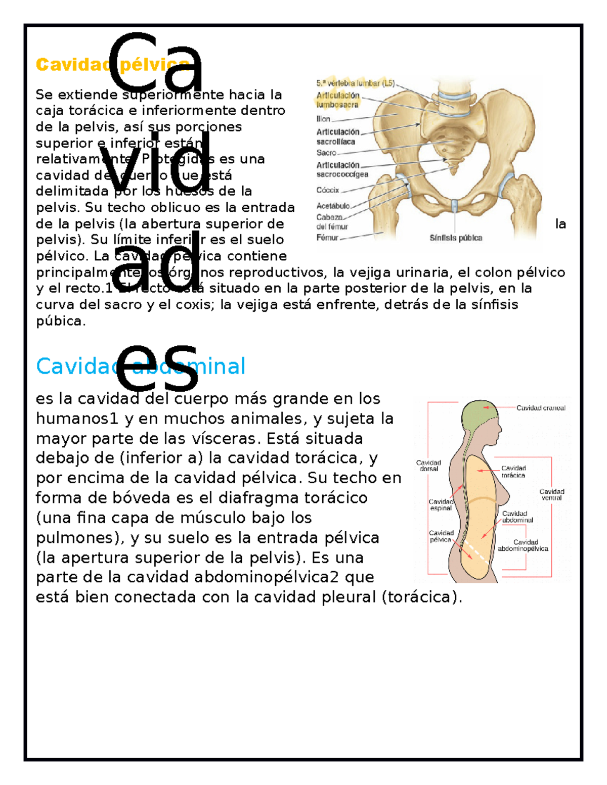 Cavidades - Cavidad pélvica Se extiende superiormente hacia la caja ...