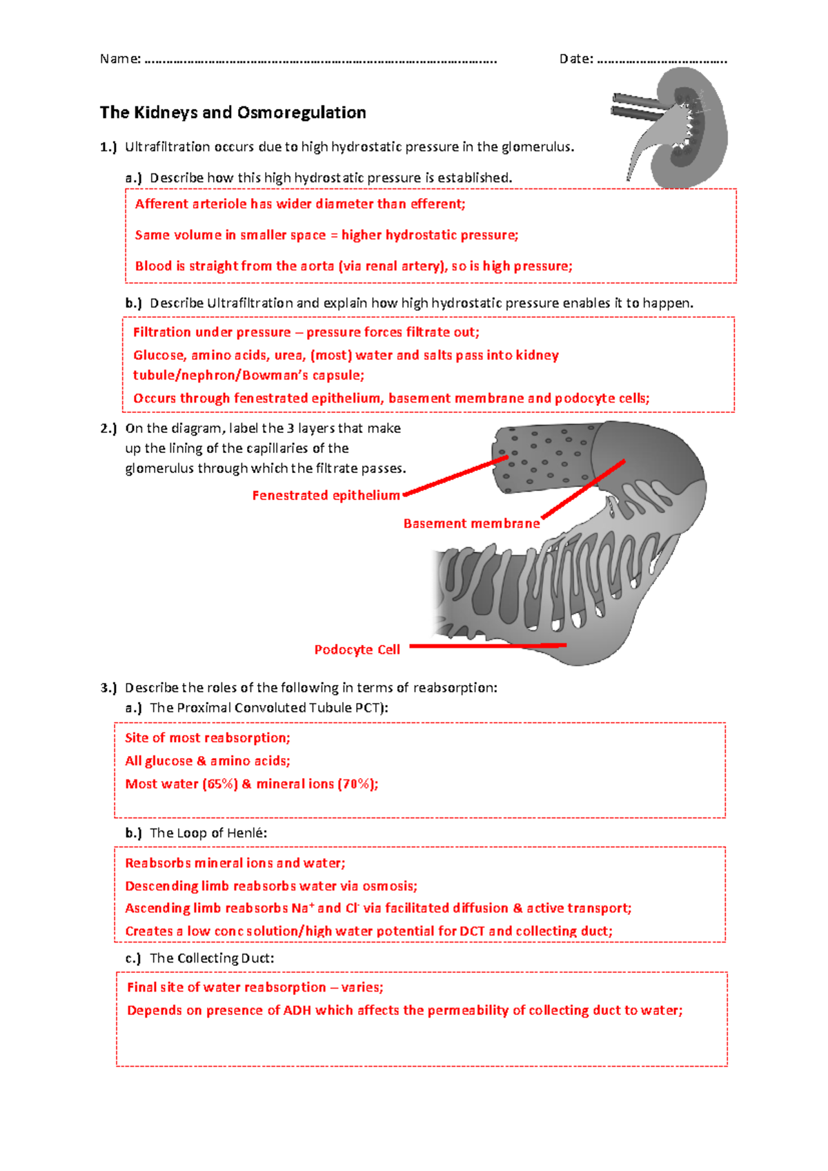 The Kidneys and Osmoregulation ms - Name: - Studocu