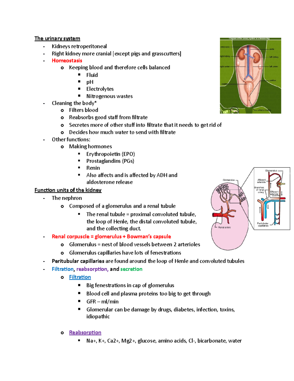 L1 - The urinary system; Function units of the kidney; Blood pressure ...