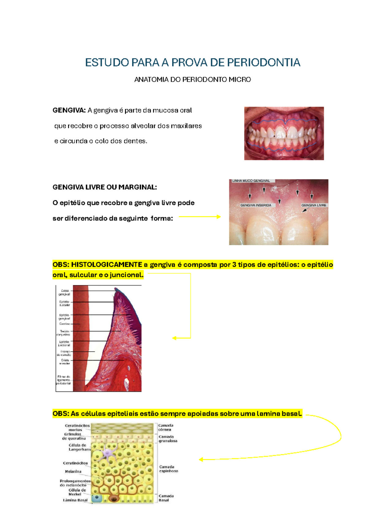 Resumo - Anatomia do periodonto micro - ESTUDO PARA A PROVA DE ...