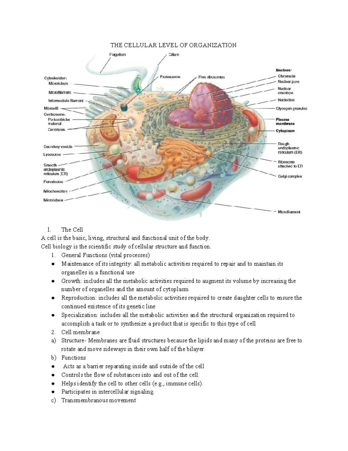 U3- The cellular level of organization - THE CELLULAR LEVEL OF ...