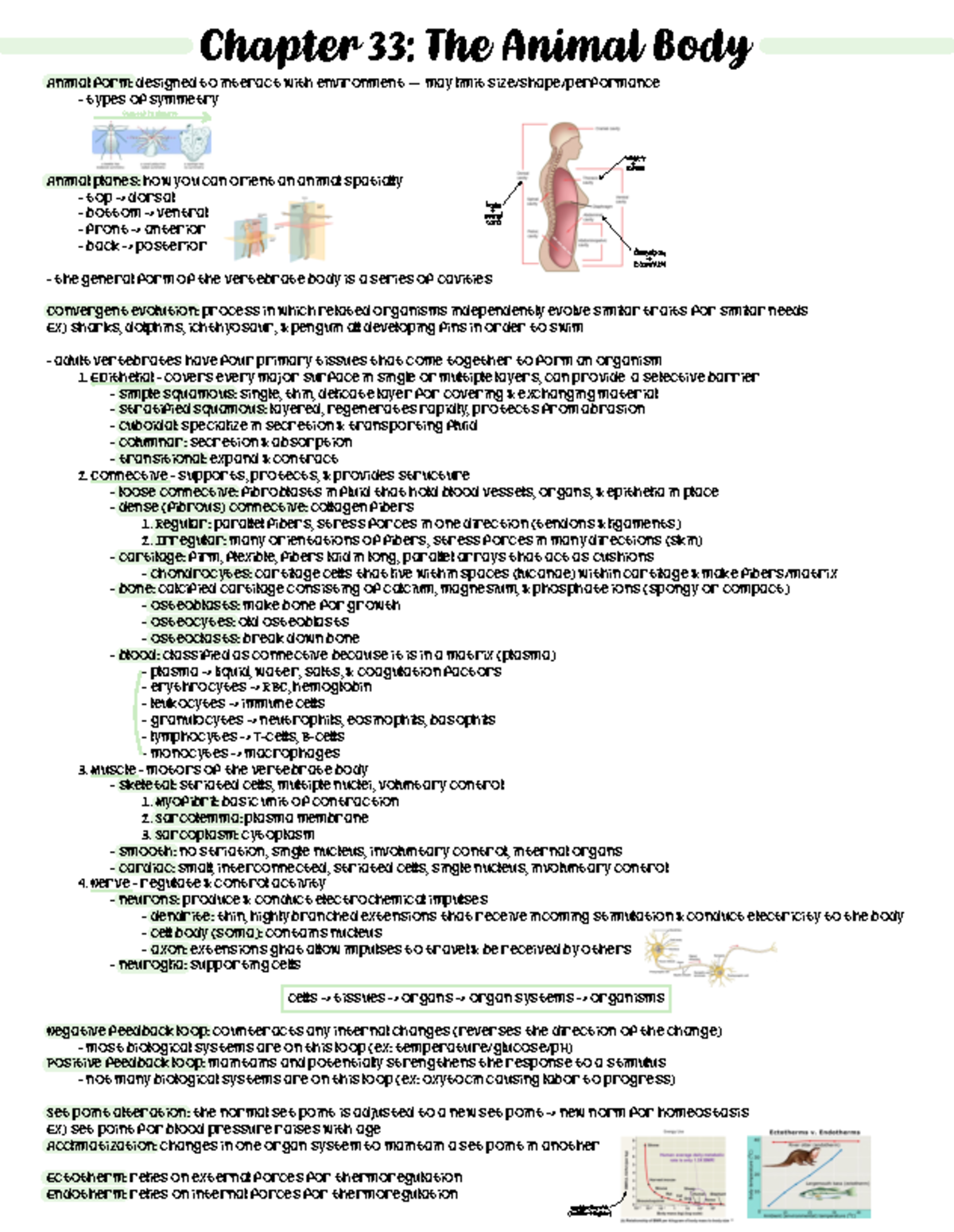 The animal body - Dr. Goven’s class - Chapter 33: The Animal Body ...