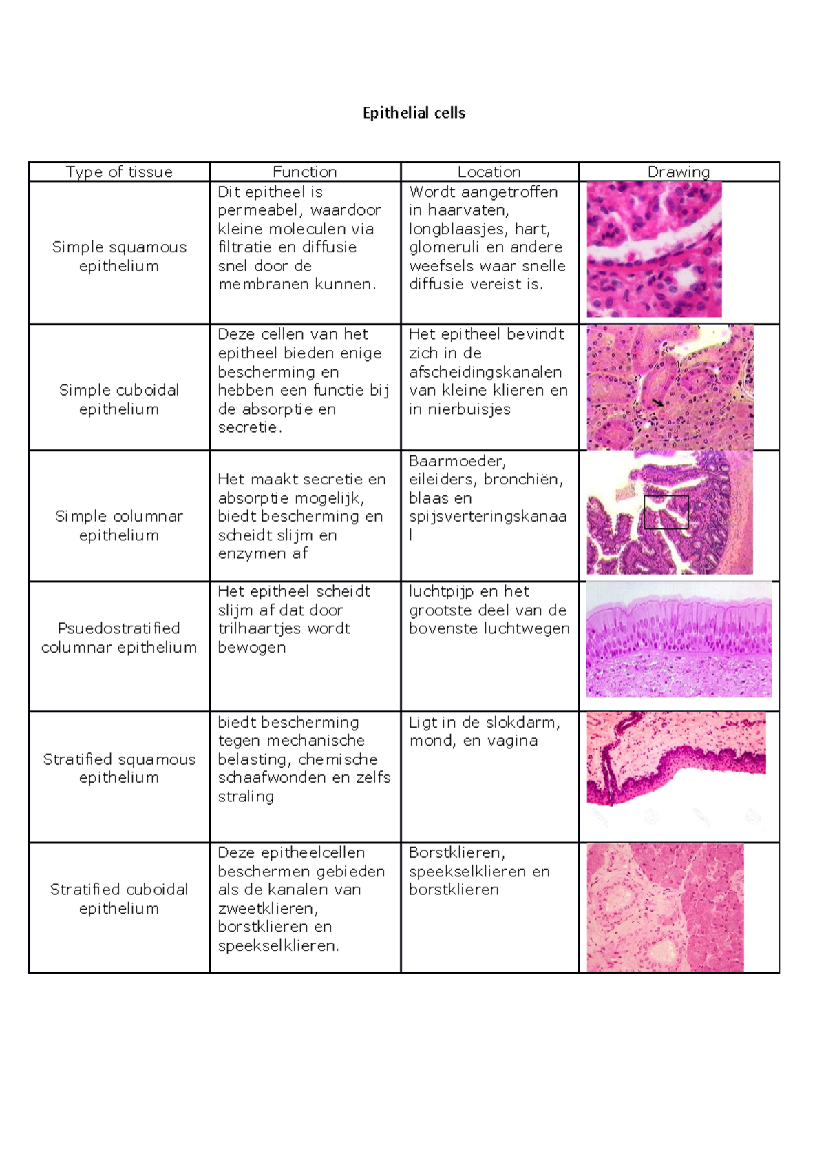 Epithelial cells worksheets - Epithelial cells Type of tissue Function ...