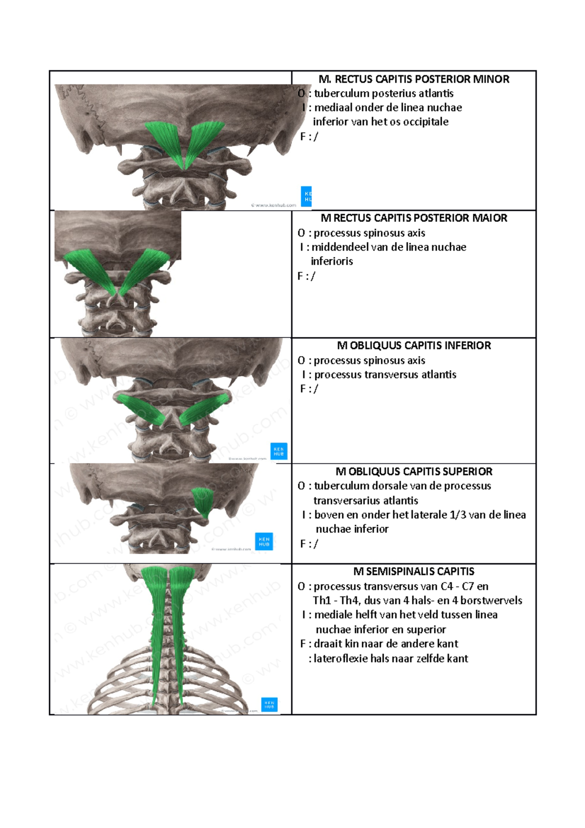Spierkaartjes Anatomie 1 - M. RECTUS CAPITIS POSTERIOR MINOR O ...