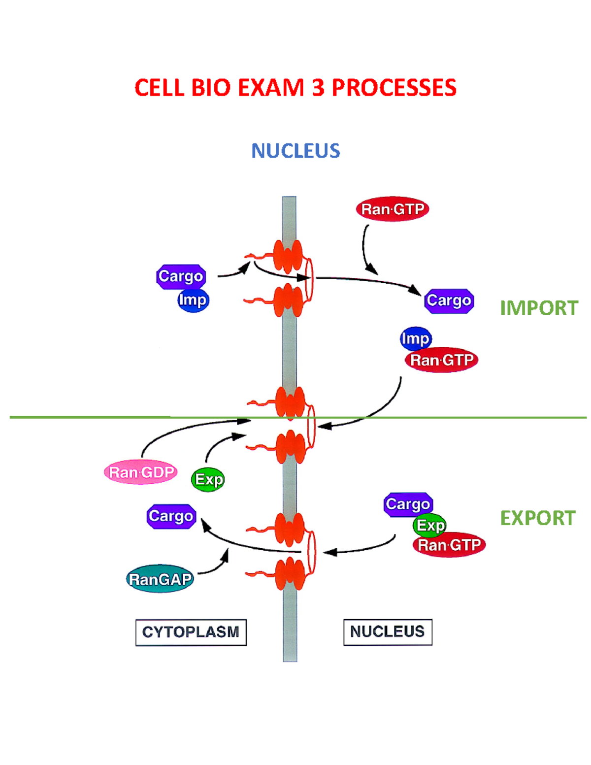 Cell Biology Textbook Pathways and Steps - BIOL 4610 - Clemson - Studocu