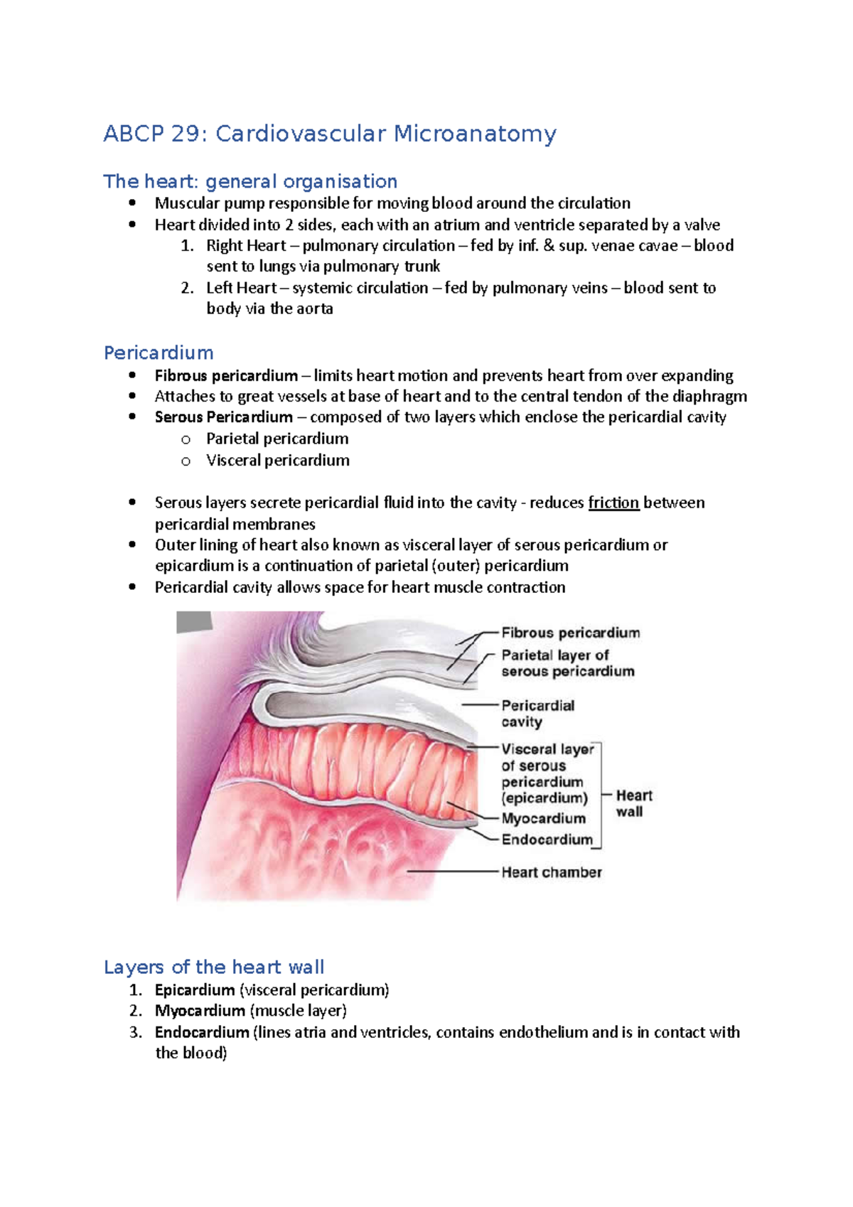 ABCP 29 - cardiovascular microanatomy - ABCP 29: Cardiovascular ...