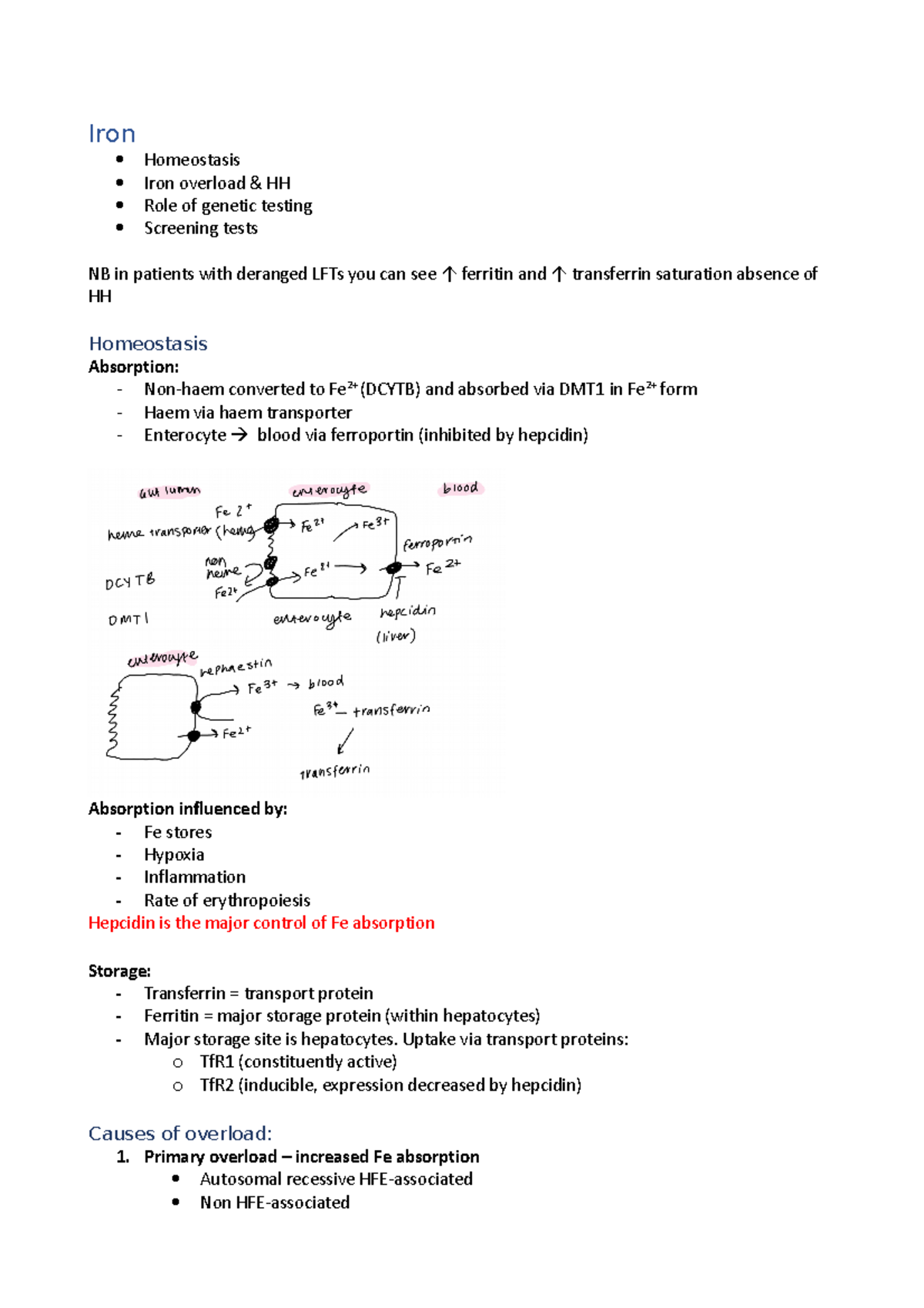 Clinical chemistry - clin chem - Iron Homeostasis Iron overload & HH ...