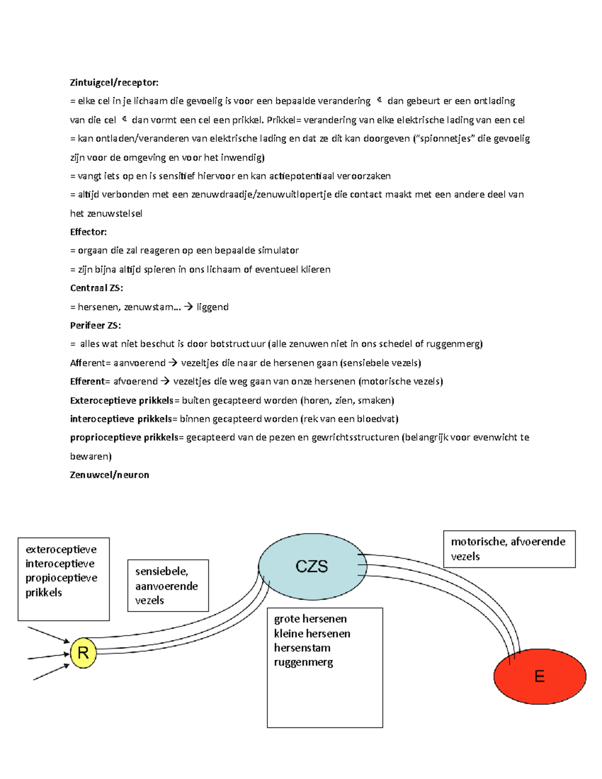 Anatomie-zenuwstelsel-notities - Zintuigcel/receptor: = elke cel in je ...