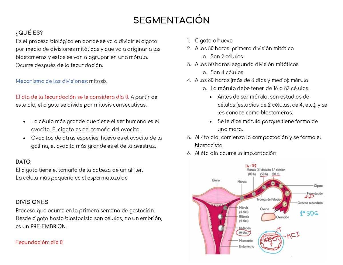 Segmentación - segmentacion - SEGMENTACI”N øQU... ES? Es el proceso ...