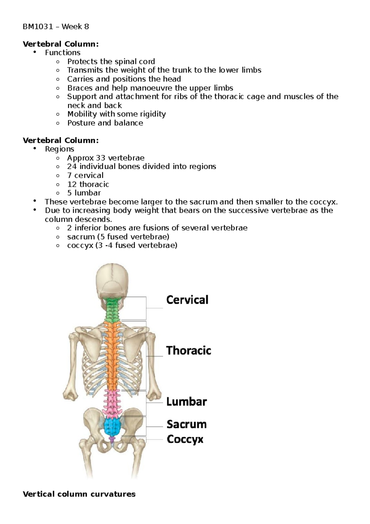 BM1031 - Week 8 - BM1031 – Week 8 Vertebral Column: Functions o ...