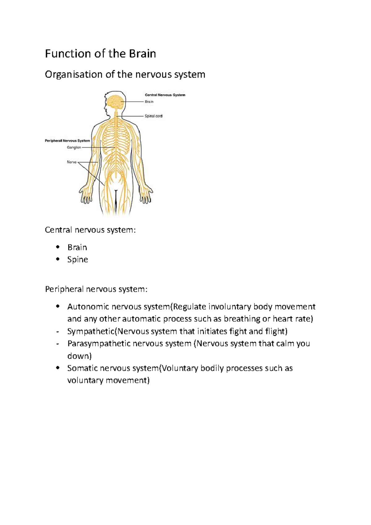 Function of the Brain - Function of the Brain Organisation of the ...