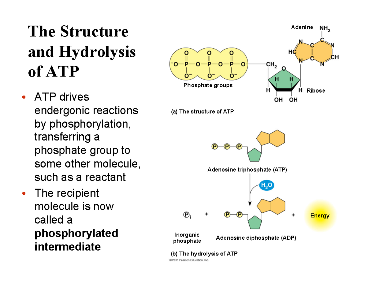 Metabolism lecture - (a) The structure of ATP Phosphate groups Adenine ...