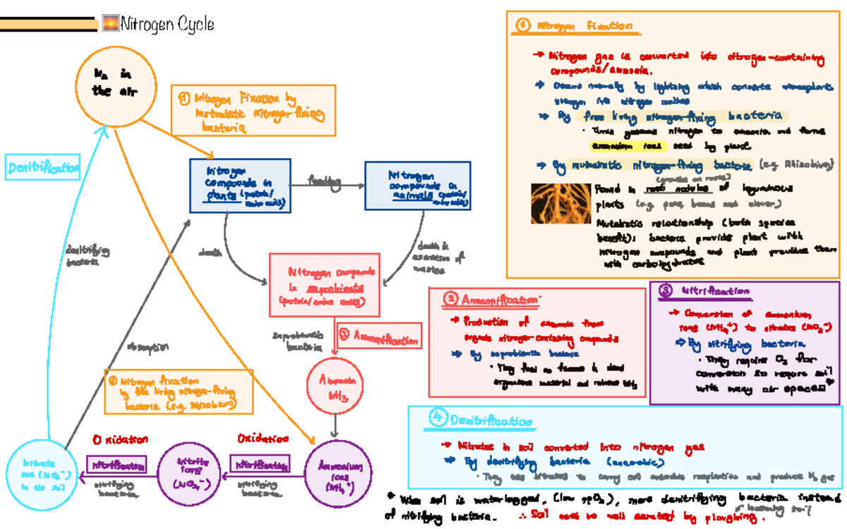 Nitrogen Cycle Notes - 🌅 Nitrogen Cycle 1- Nitrogen Fixation → Nitrogen ...