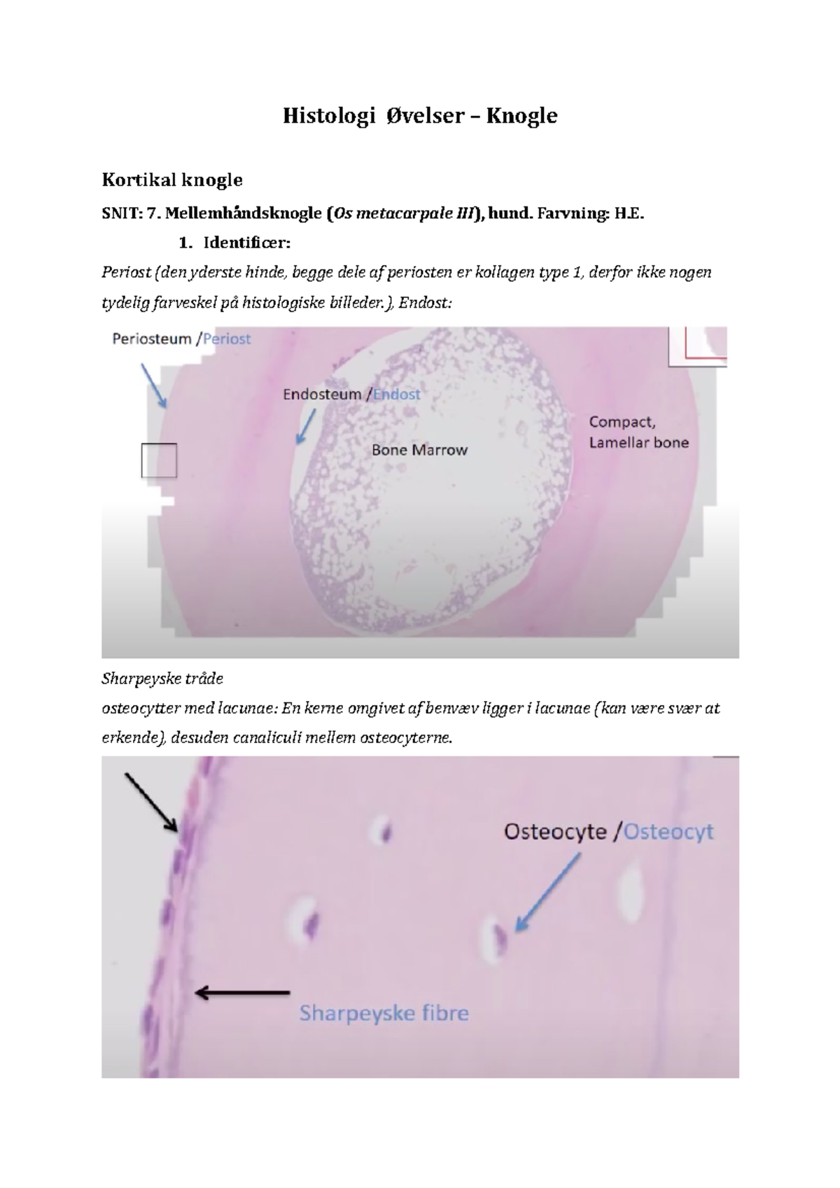 Histologi Øvelser – Knogle - Histologi Øvelser – Knogle Kortikal knogle ...
