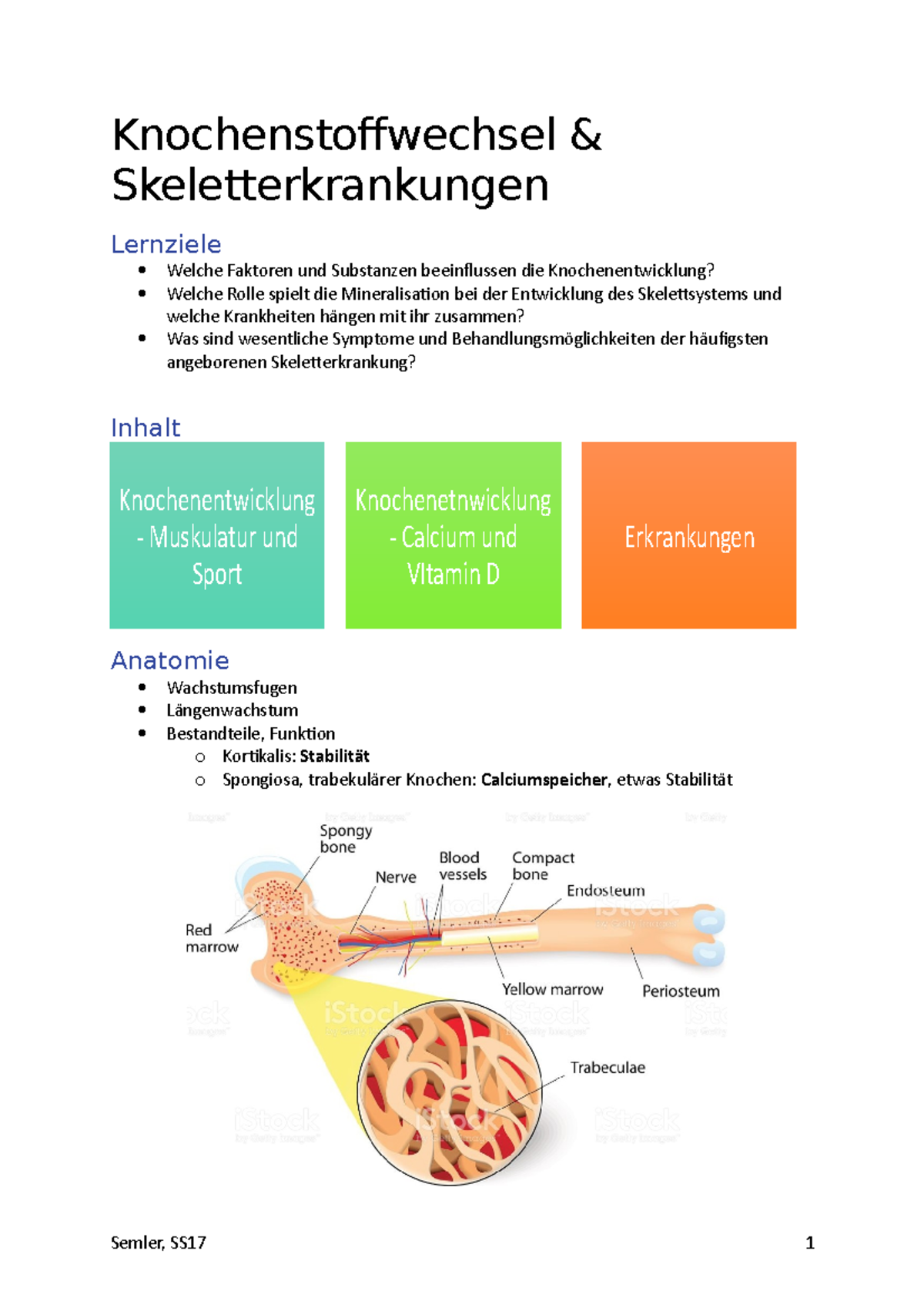 Knochenstoffwechsel - Übungen - Knochenstoffwechsel ...