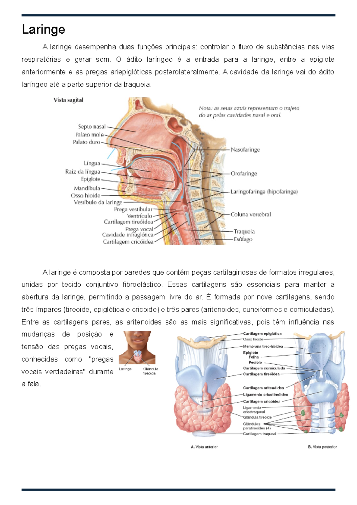 Laringe - Resumo Sistemas Orgânicos Integrados 1 - Laringe A laringe ...