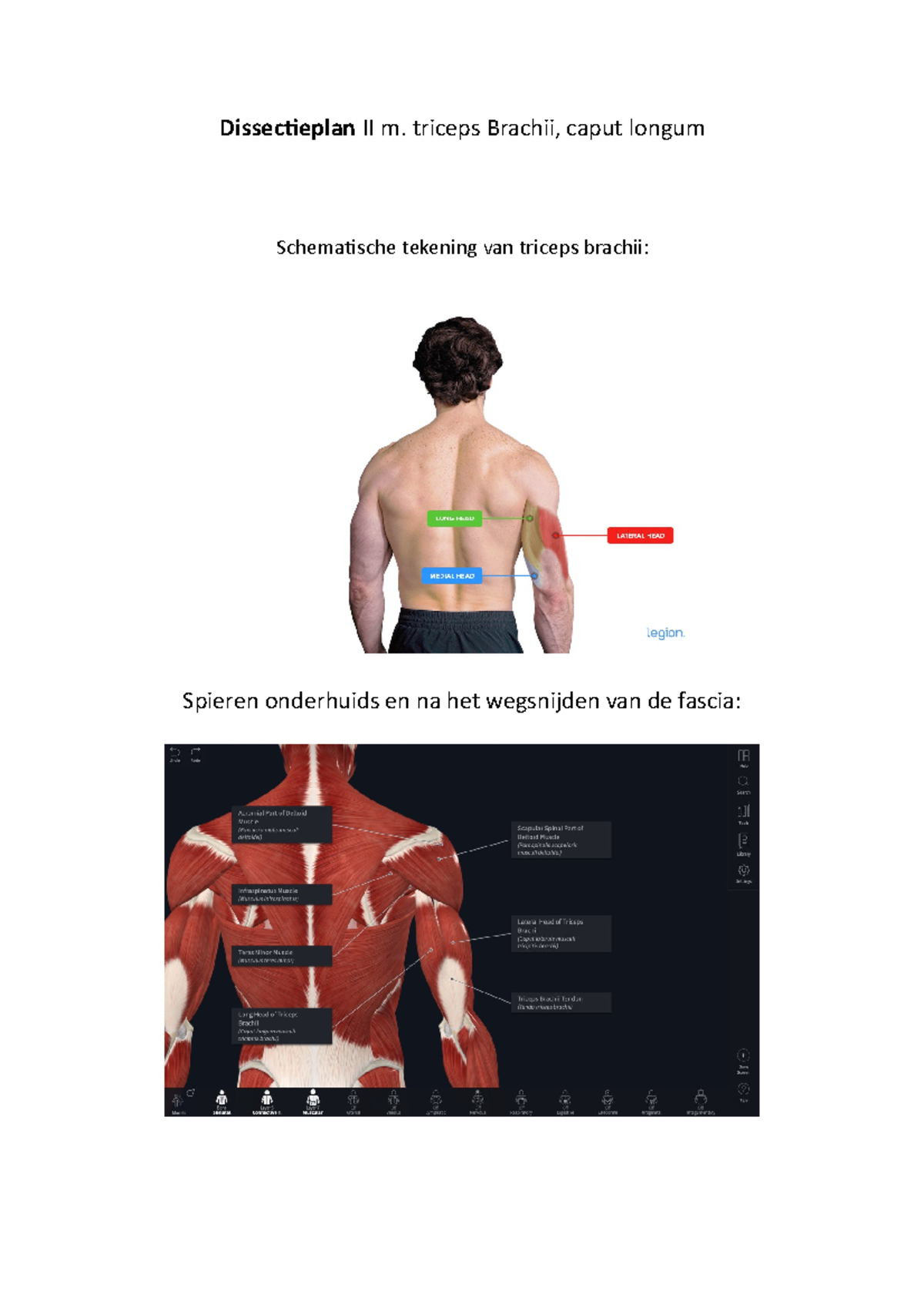 Dissectieplan II - triceps Brachii, caput longum Schematische tekening ...