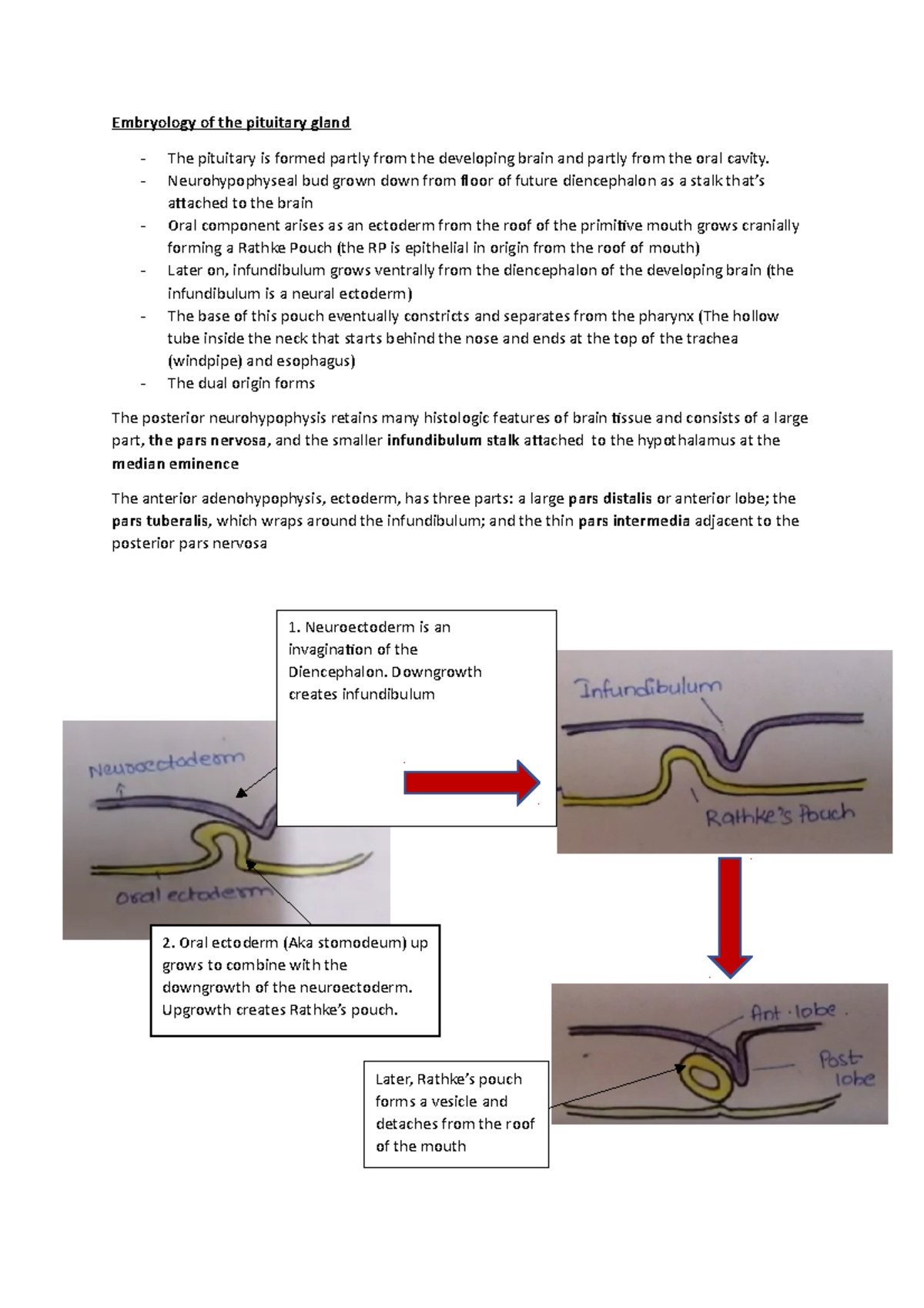 Endocrine Histology - Embryological development of pituitary ...