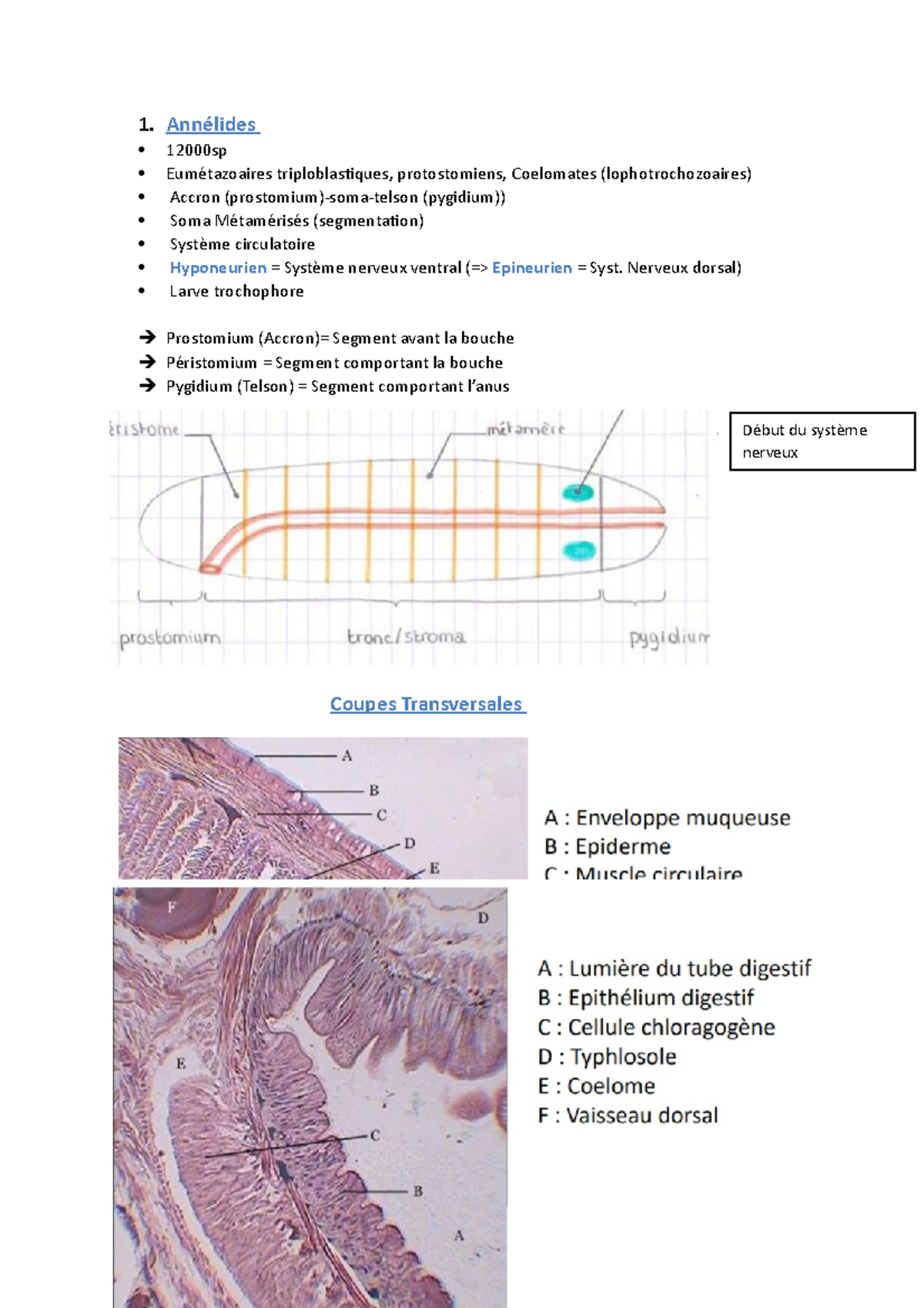 6 - Synthèse sur les annelides - 1. Annélides 12000sp Eumétazoaires ...