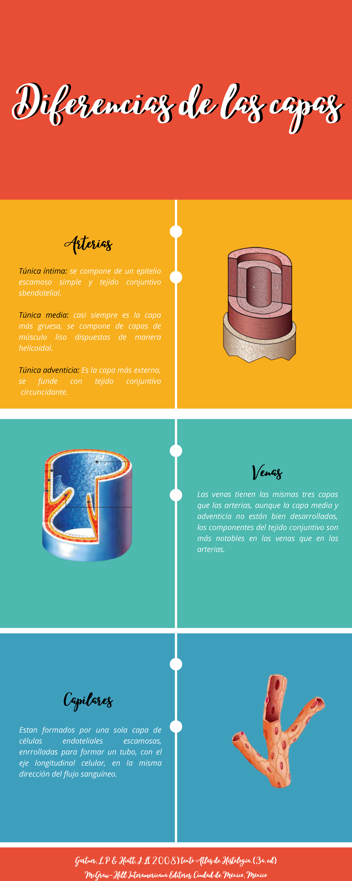 Anato 2 - Yyg - Diferencias de las capasDiferencias de las capas Túnica ...
