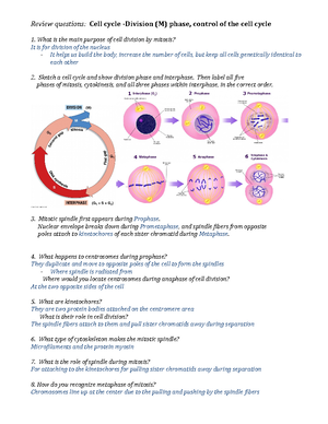 Cell Cycle Overview-Student WS-CL - BIO 1330 - TXST - Studocu