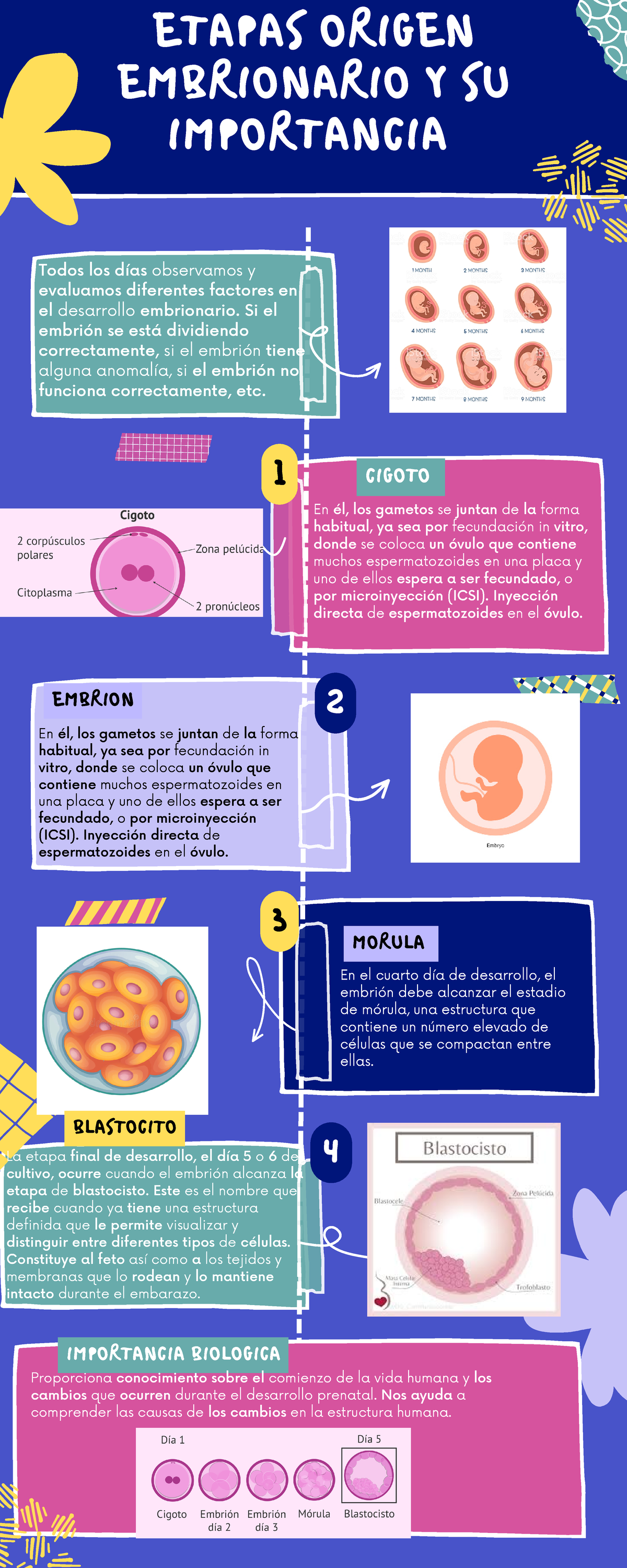 Infografia anatomia y fisiologia - ETAPAS ORIGEN EMBRIONARIO Y SU ...
