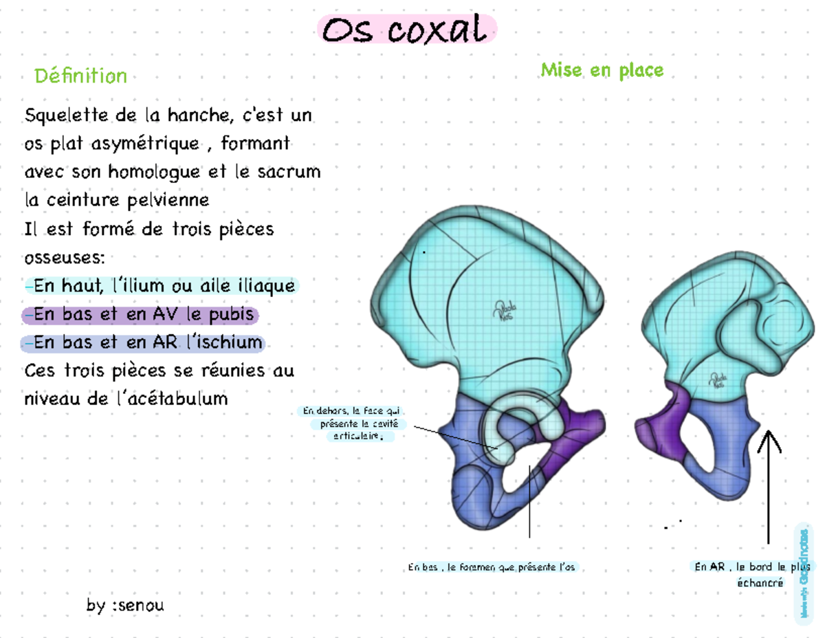Ostéologie membre inf - Os coxal Squelette de la hanche, c'est un os plat asymétrique , formant ...