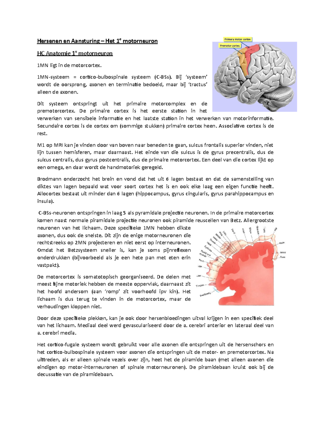 Hersenen en Aansturing - Thema 2 - Het 1e motorneuron - Hersenen en ...