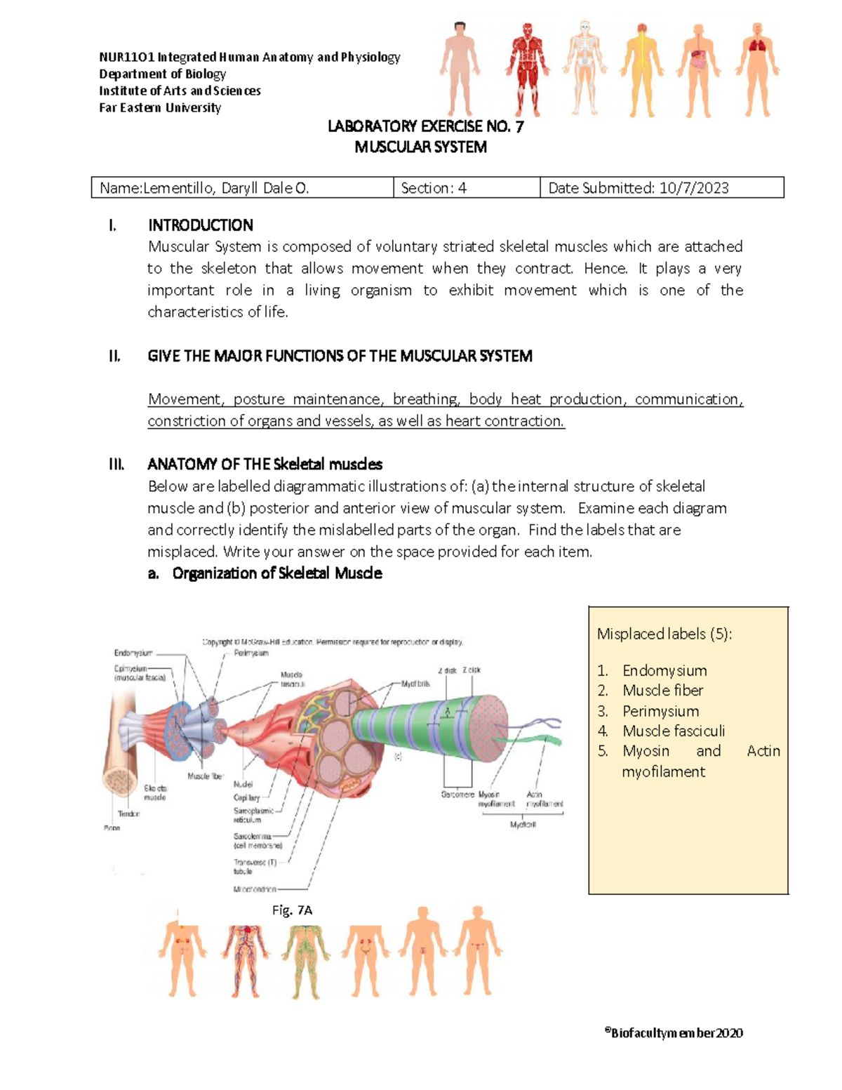 LAB Exercise 7 Muscular System# - Department of Biology Institute of Arts and Sciences Far ...