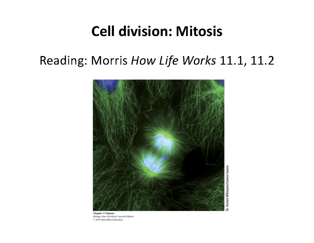 LEC 1 - lec 1 - Cell division: Mitosis Reading: Morris How LifeWorks 11 ...