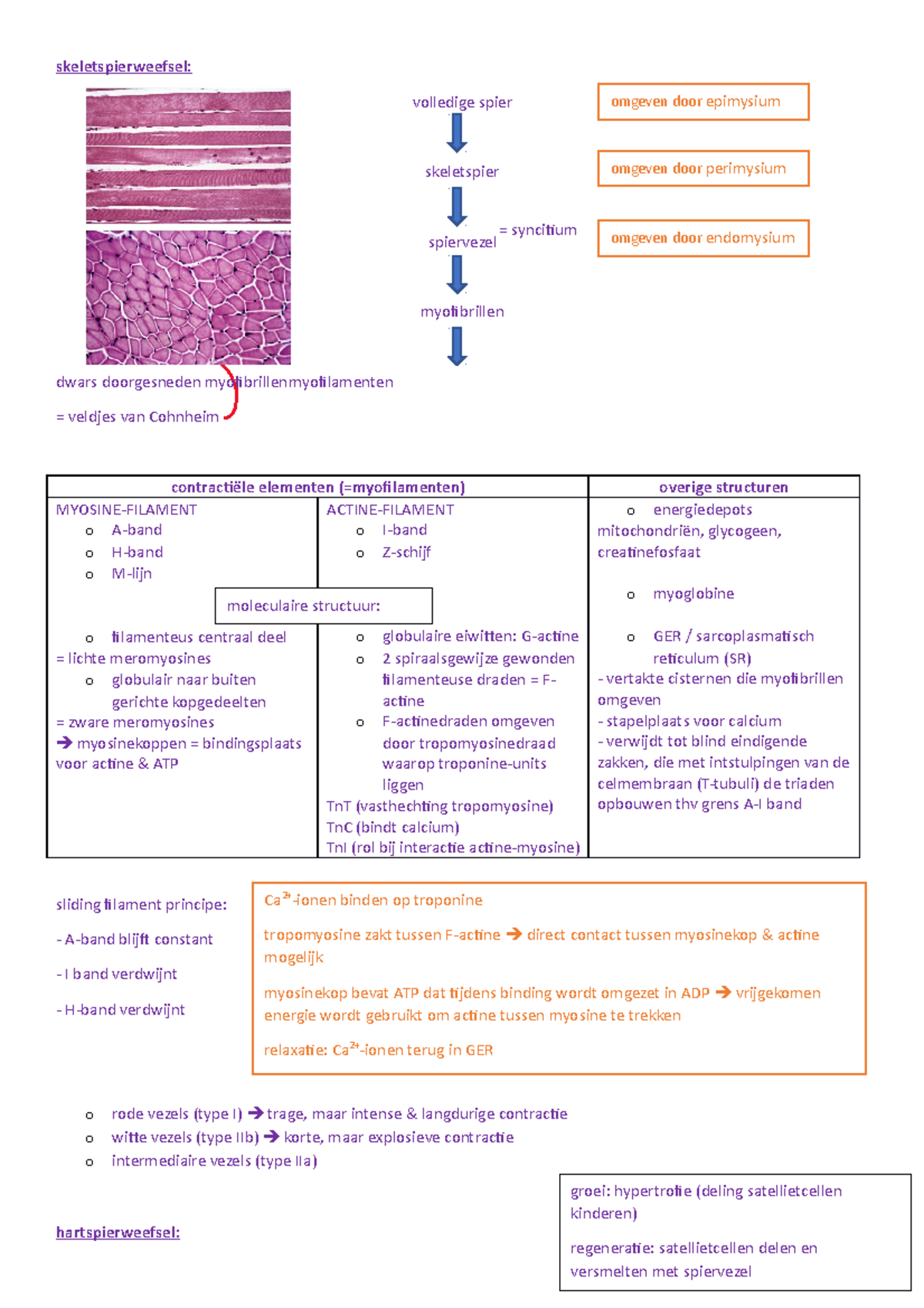 Spierweefsel schema - skeletspierweefsel: volledige spier skeletspier ...