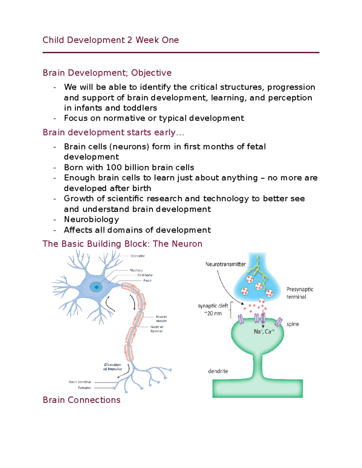 Child Development 2 Week One - .. Brain cells (neurons) form in irst ...