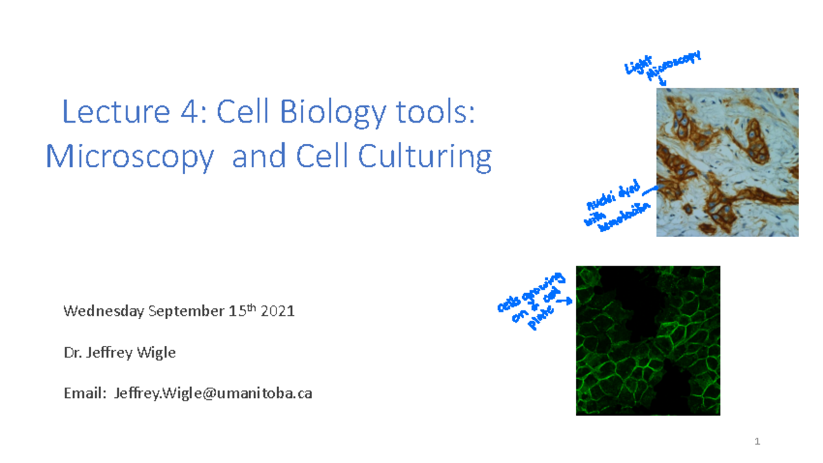 4 Cell Biology Tools Cell Culturing and Microscopy - Lecture 4: Cell ...