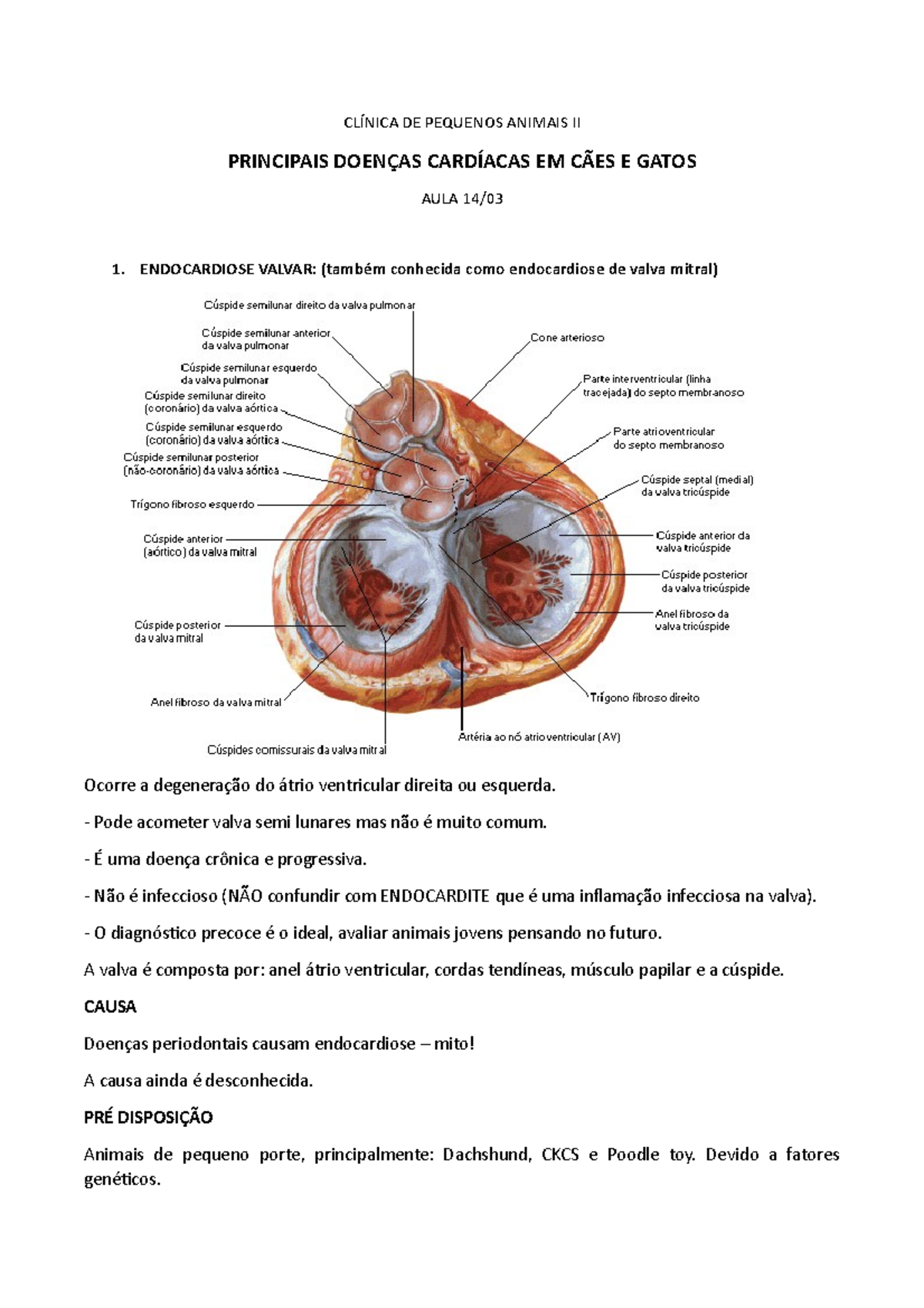 Endocardiose em Pequenos Animais - CLÍNICA DE PEQUENOS ANIMAIS II ...