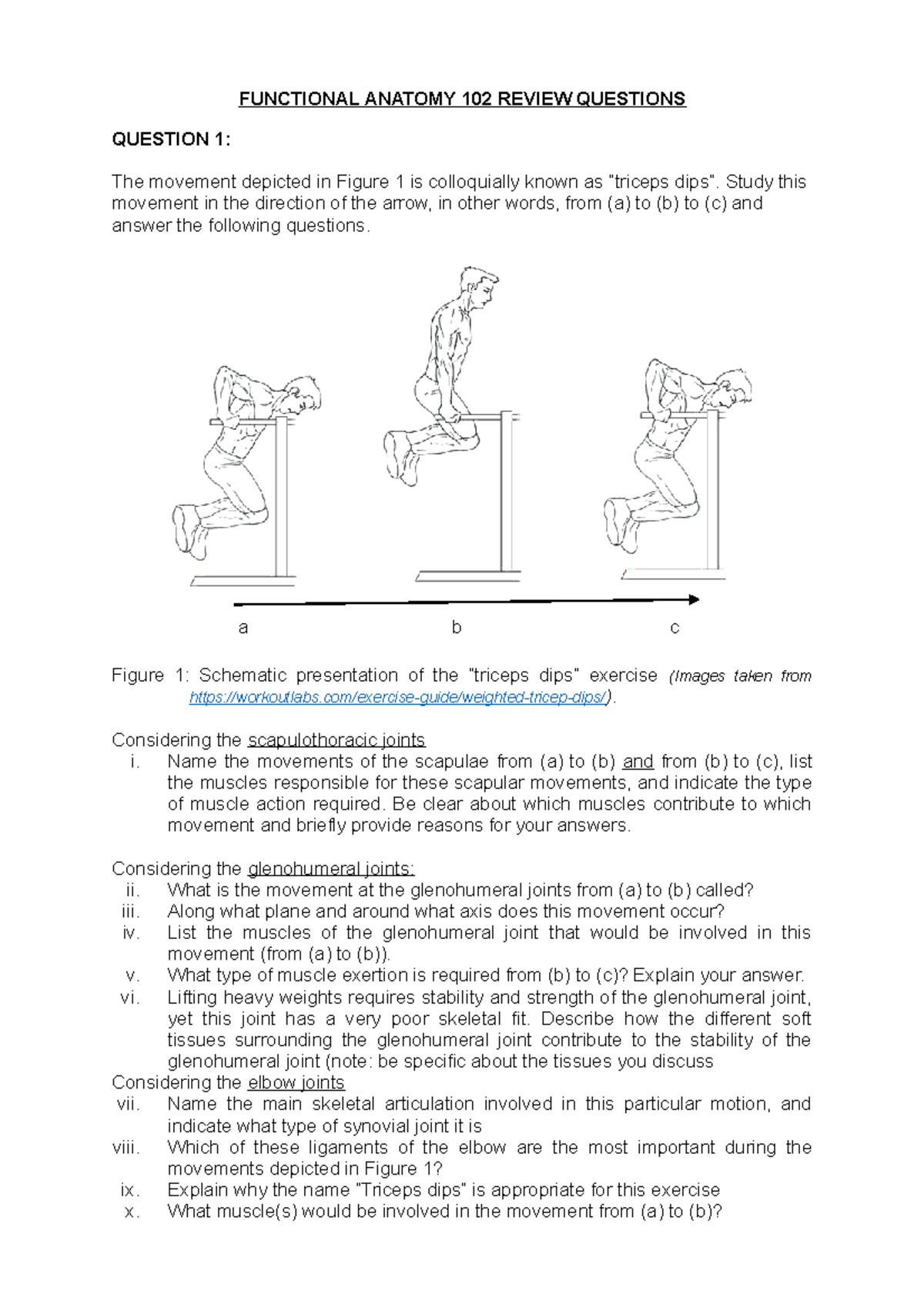 Functional Anatomy 102 Review Questions - FUNCTIONAL ANATOMY 102 REVIEW ...