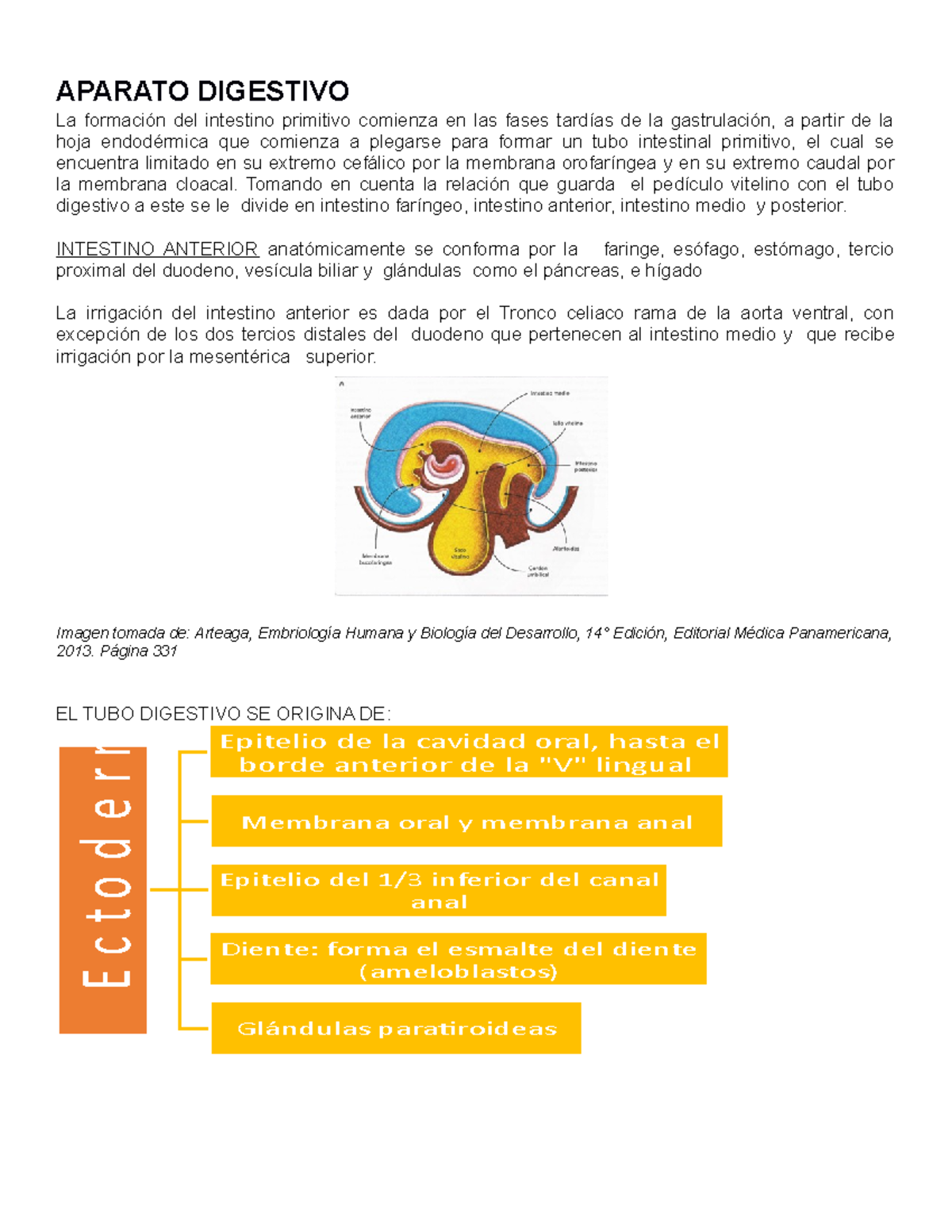 Anterior Digestivo - APARATO DIGESTIVO La formación del intestino ...