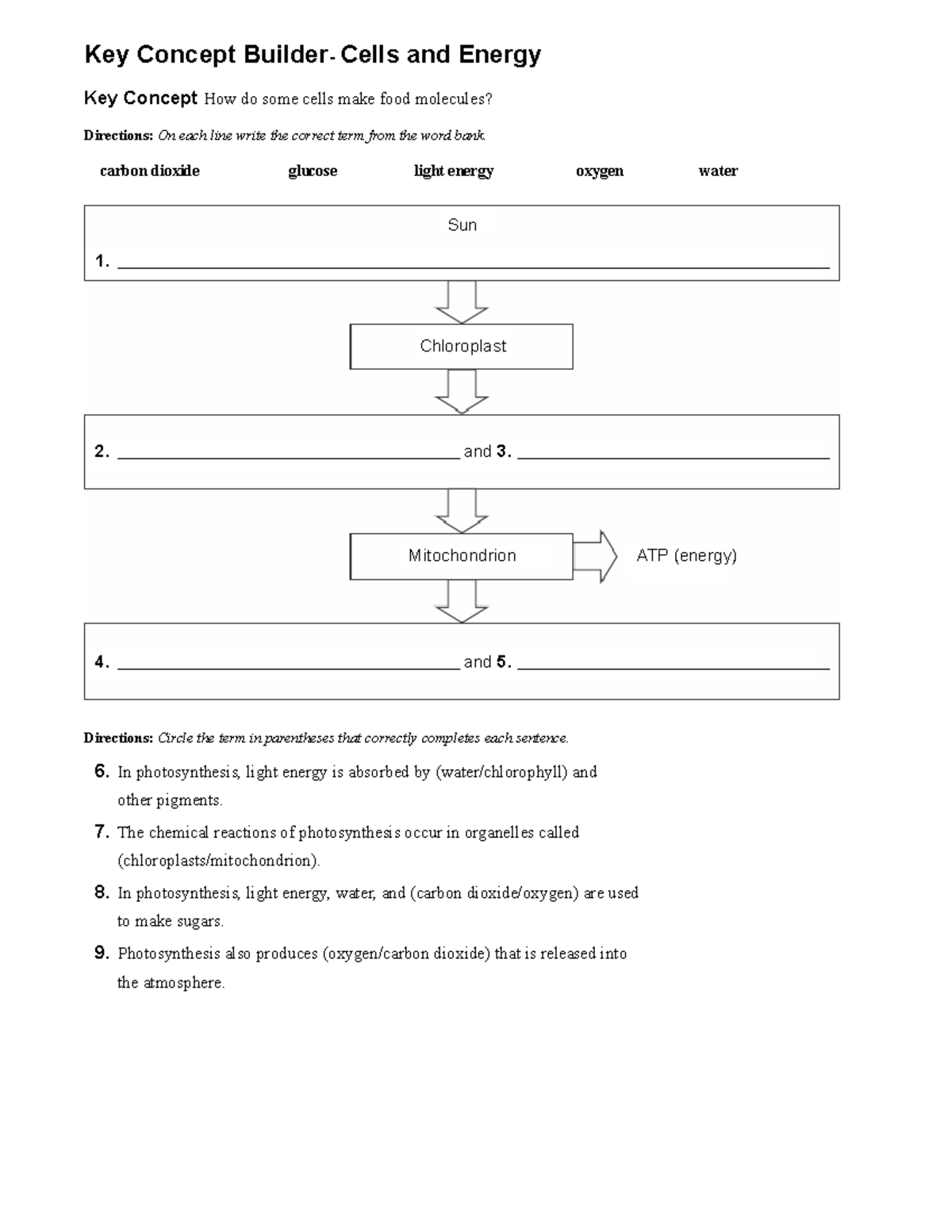 Test study guide Energy for Life - Key Concept Builder- Cells and ...