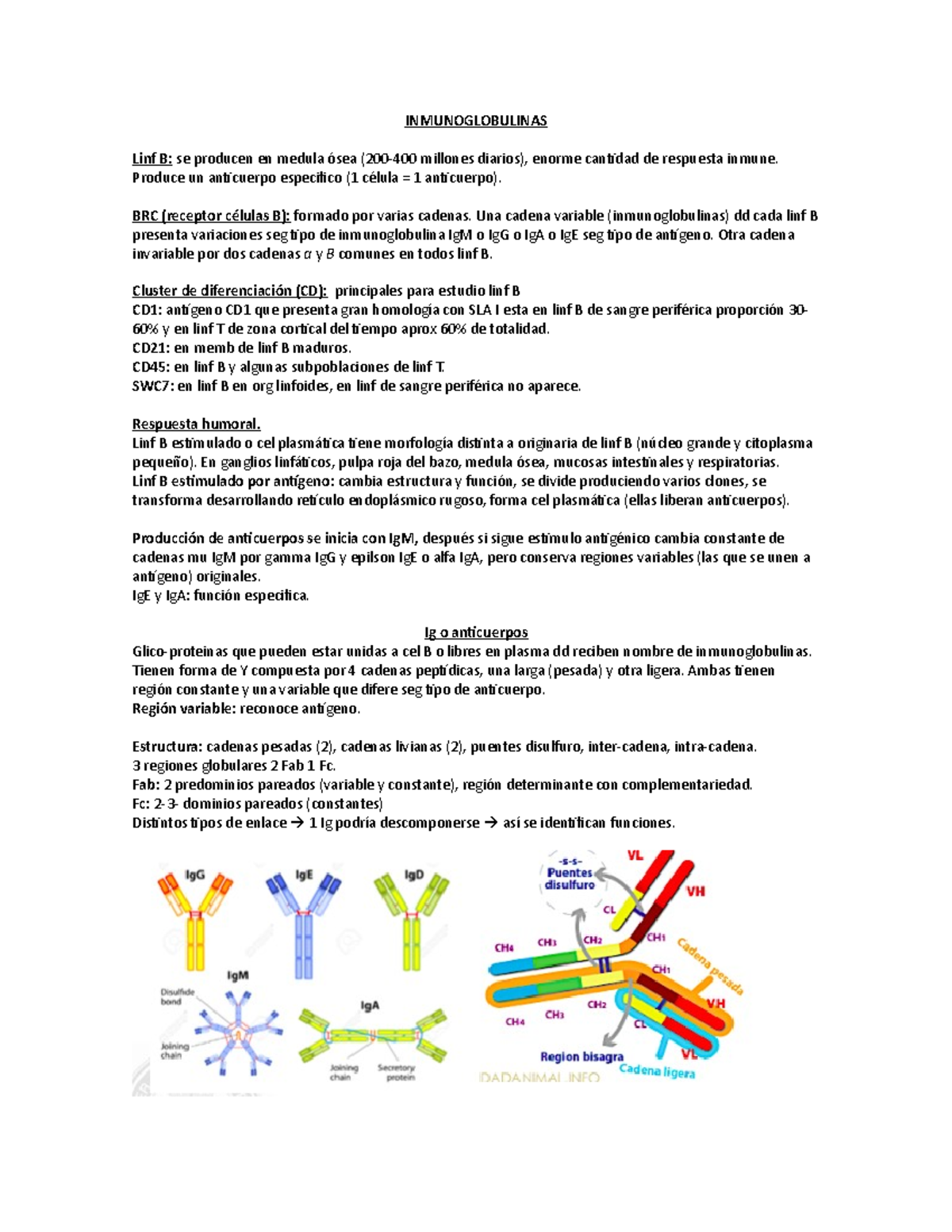 Inmuno 10 - Lecture notes 1 - INMUNOGLOBULINAS Linf B : se producen en ...