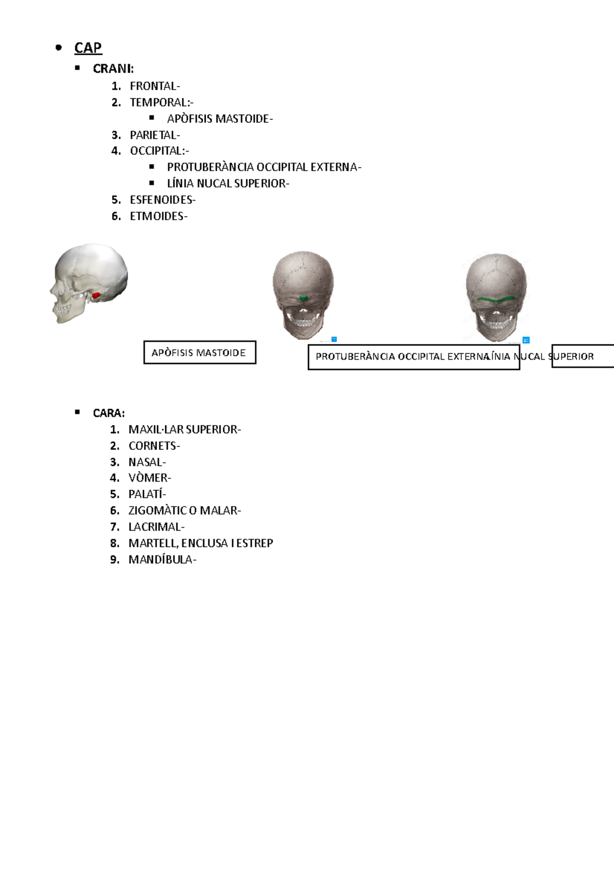 Apunts Exams 1 - Grups reduïts - CAP CRANI: 1. FRONTAL- 2. TEMPORAL ...