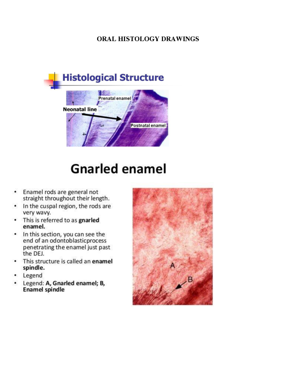 ORAL Histology Drawings - Dentistry - ORAL HISTOLOGY DRAWINGS - Studocu