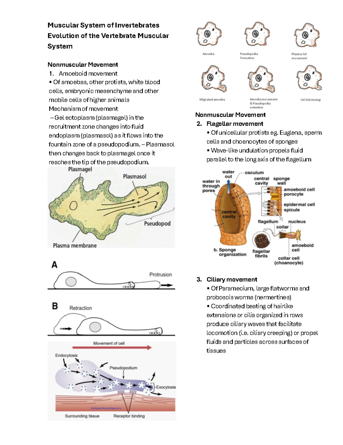 Muscular System of Invertebrates - Muscular System of Invertebrates ...
