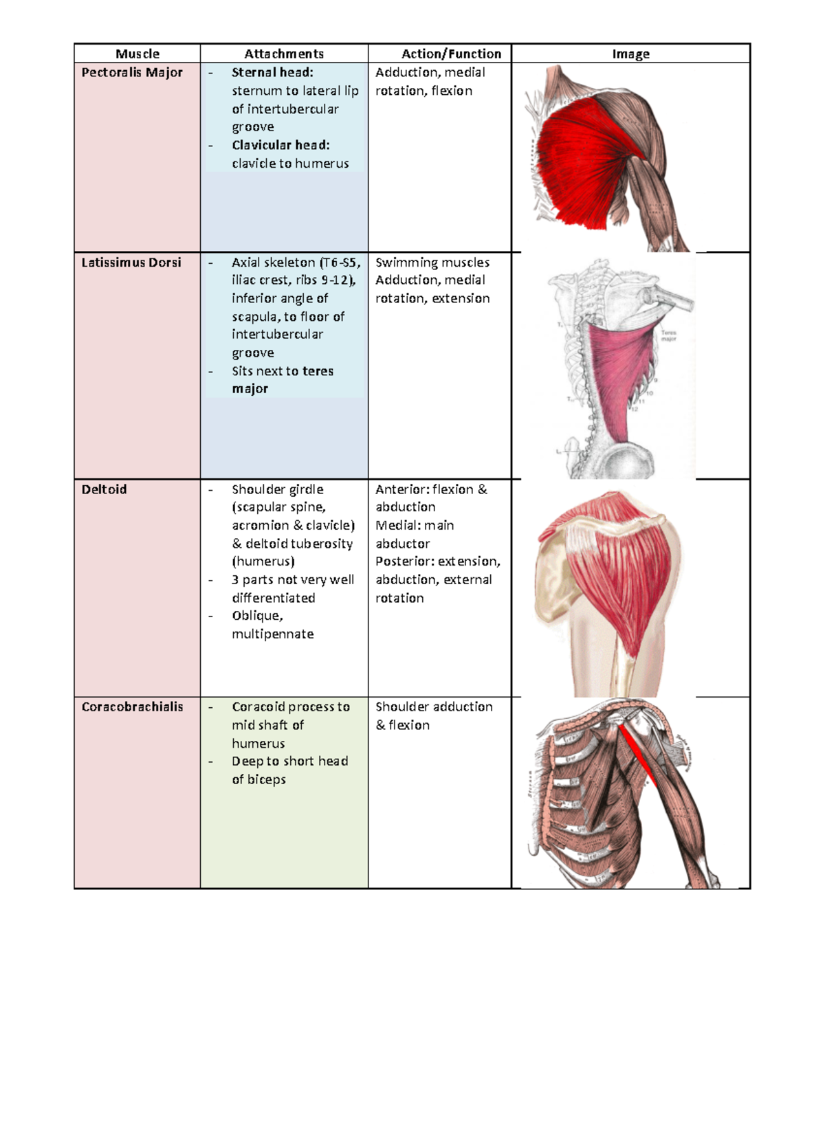 Ligament and muscle table completed in tutorials - Muscle Attachments ...