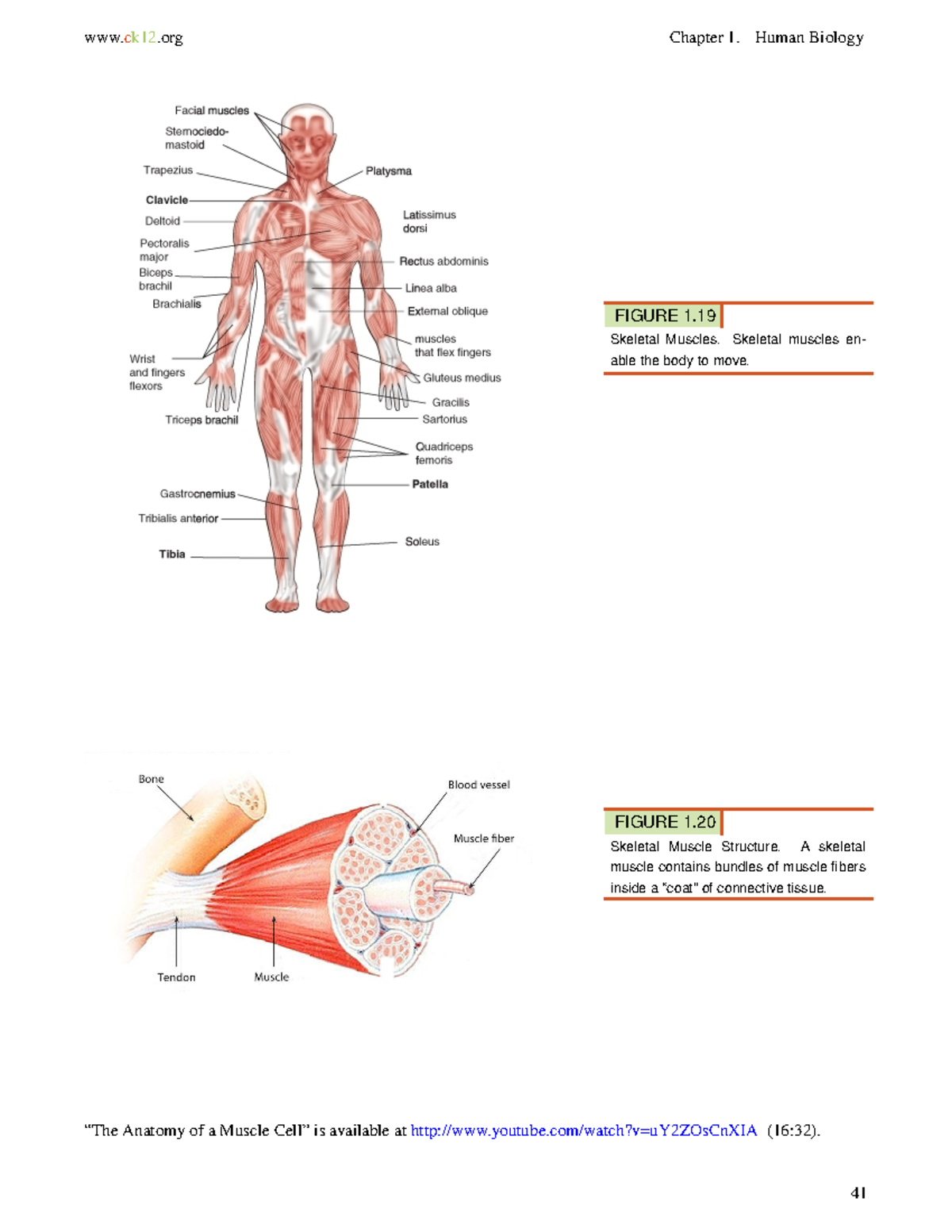 Human Biology CK 12 (2)-15 - ck12 Chapter 1. Human Biology FIGURE 1 ...