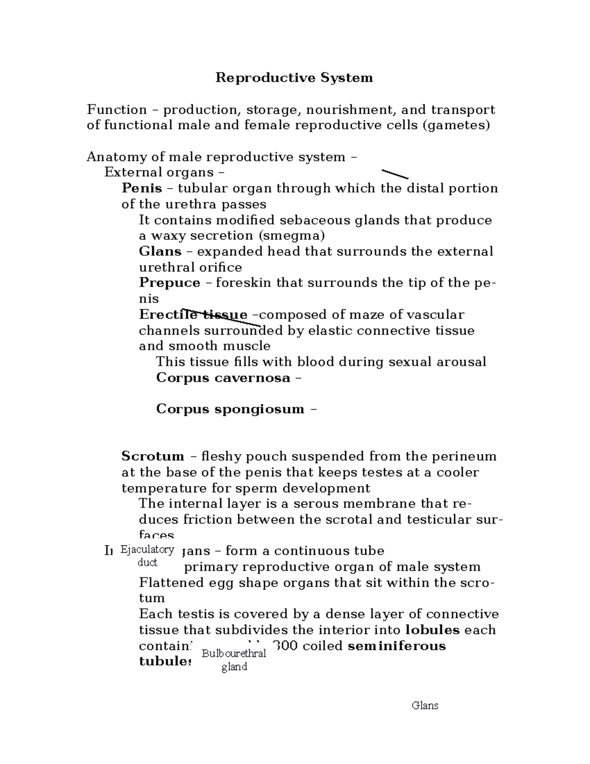 Reproductive System - Notes - Reproductive System Function production ...