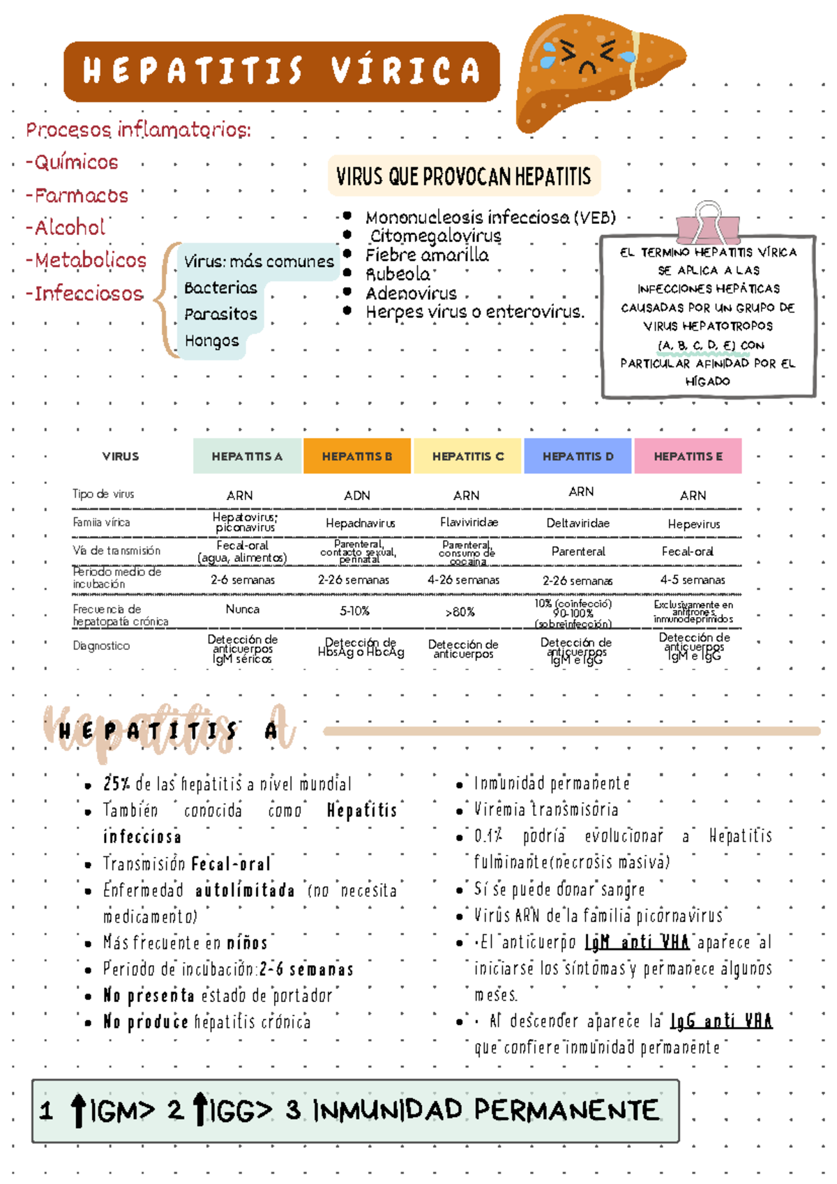 Hepatitis Vírica - EL TERMINO HEPATITIS VÍRICA SE APLICA A LAS ...
