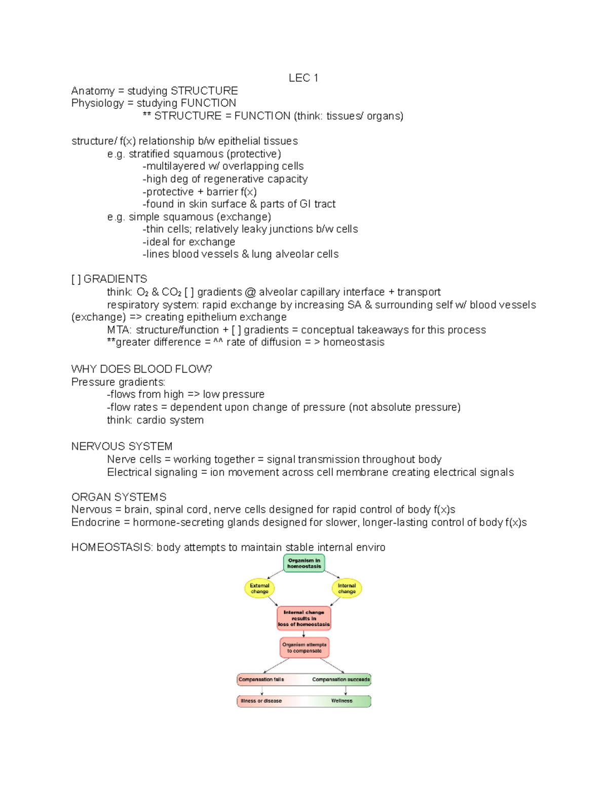 LEC 1-4 - Lecture notes 1, 2, 3, 4 - LEC 1 Anatomy = studying STRUCTURE ...