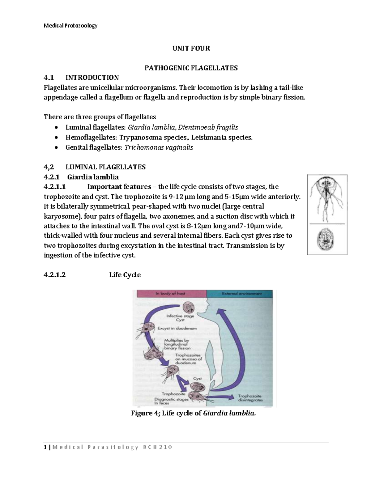 Lecture Notes Pathogenic Flagellates - UNIT FOUR PATHOGENIC FLAGELLATES ...