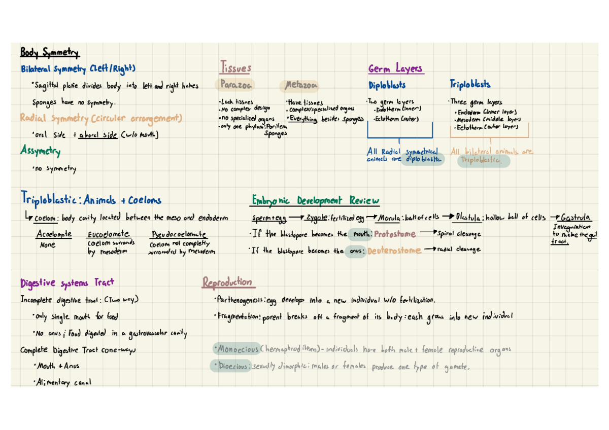 Classifying species structures - Body Symmetry Bilateral Symmetry ...