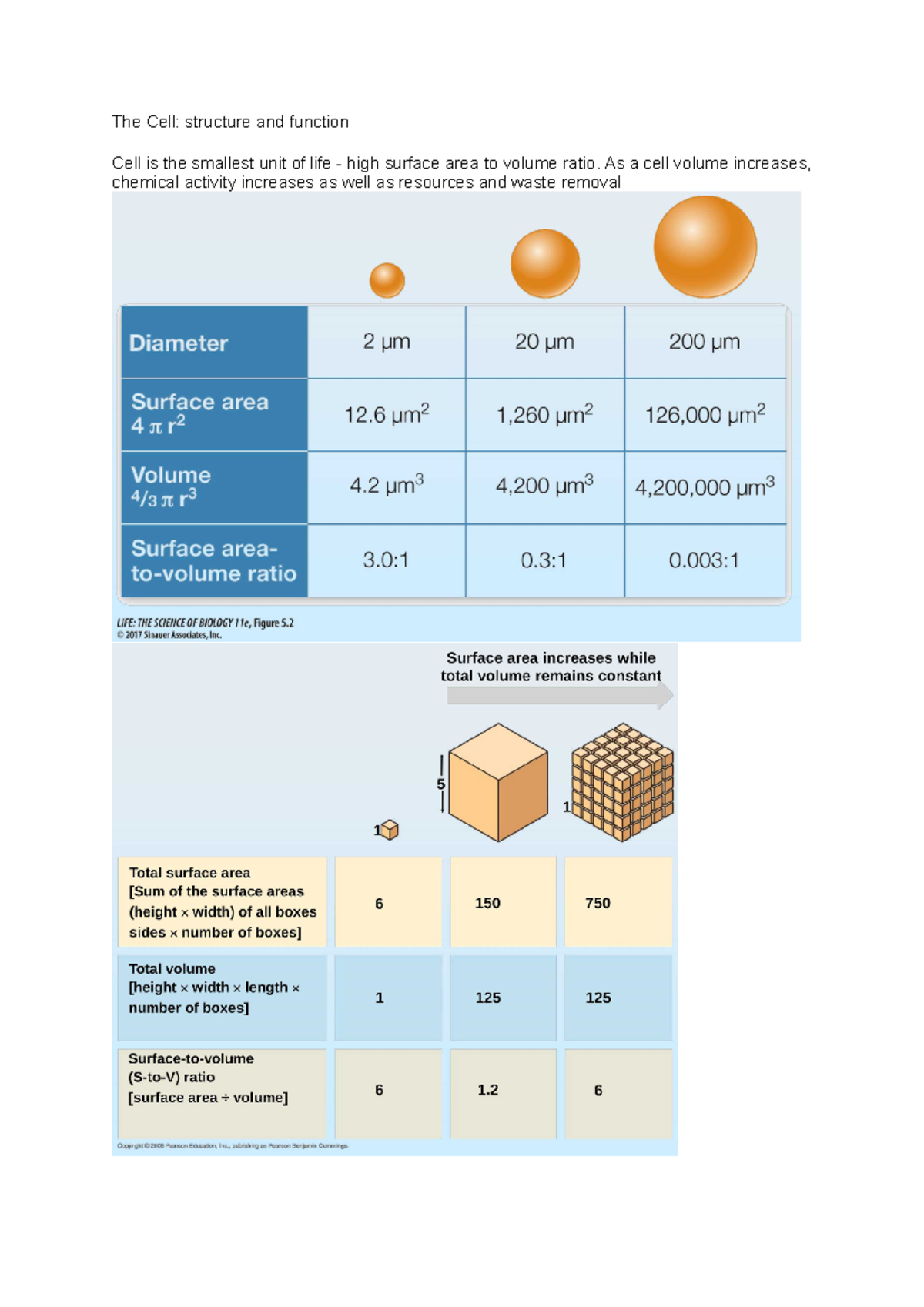 Cells: structure and function - As a cell volume increases, chemical ...
