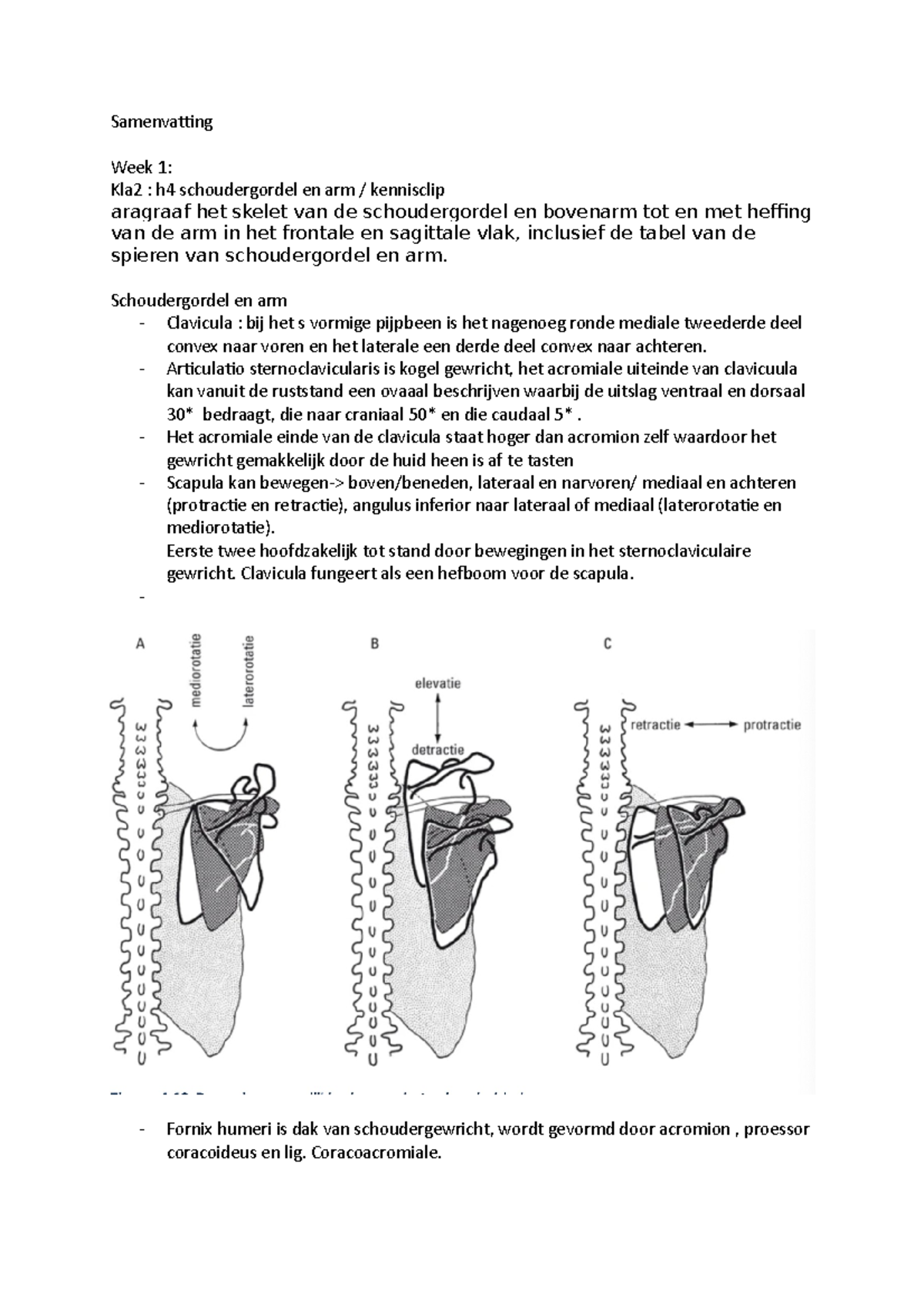 Samenvatting - Samenvatting Week 1: Kla2 : h4 schoudergordel en arm / kennisclip aragraaf het ...